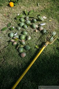 California Backyard Avocado Harvest Makes for an Attractive Farm-to ...
