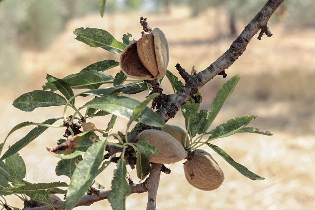 My Greek Family Farm to Table Almond Tree Story | Phoode